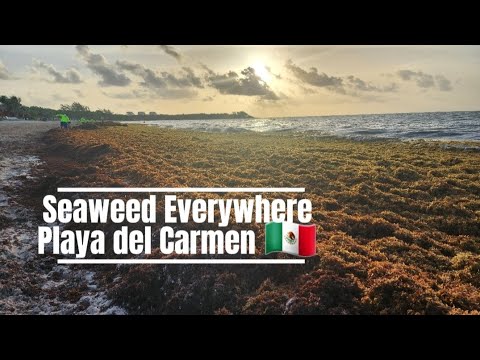 Sargassum (seaweed) Update in Playa del Carmen 🇲🇽 | Is the Beach Still Worth Visiting?