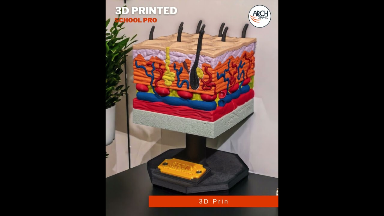 3D Printed Skin Cross Section Model | Learning Human Anatomy UAE