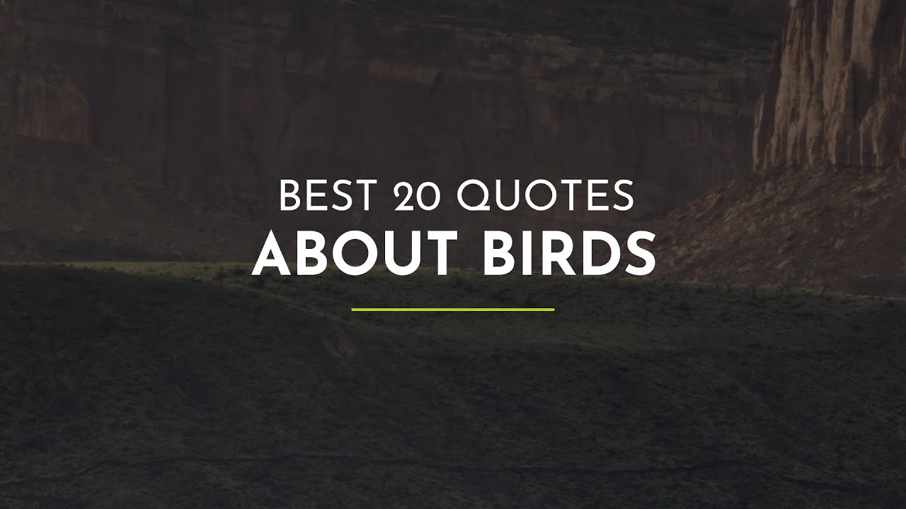 Best 20 Quotes about Birds ~ Everyday Quotes ~ Friendship Quotes ~ Happiness Quotes