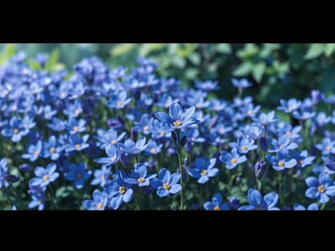 Dreaming of Blue Flowers - Meaning & Interpretation