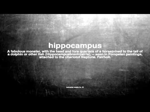 What does hippocampus mean