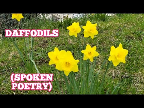SPOKEN POETRY DAFFODILS