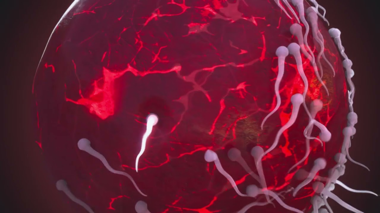 ANIMATION INFOGRAPHIC MEDICAL SPERM 4K