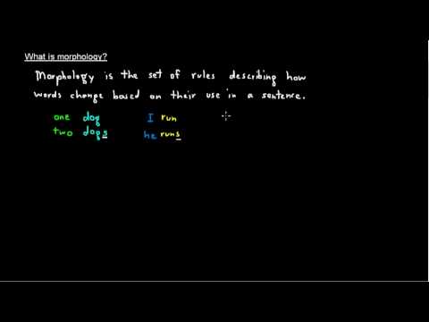 What is Morphology?