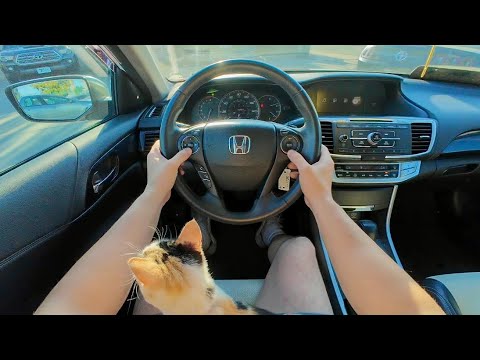 2015 Honda Accord SPORT ASMR RELAXING POV BABY CAT POV TEST DRIVE