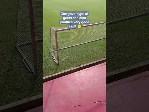 Selangor FC training ground new field #cowgrass #football #footballfield #footballground
