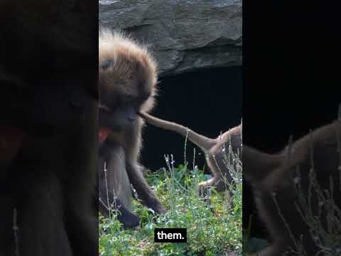 The Baboon Bonanza: Hilarity and Ferocity in the Jungle