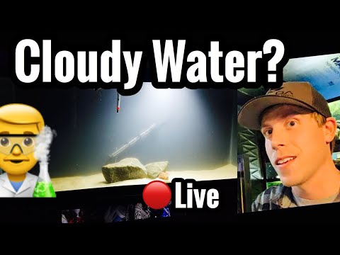 Fix Cloudy Water in Fish Aquarium? But Why