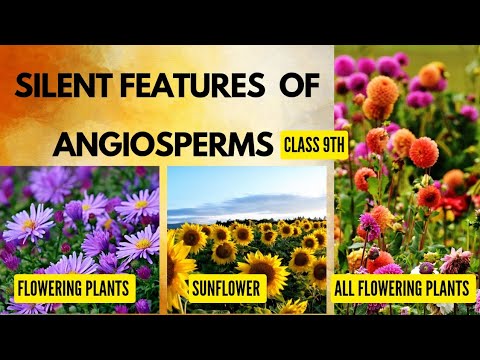 Angiosperms |Characteristic features with examples | Quick revision |#botany #ncert #notes