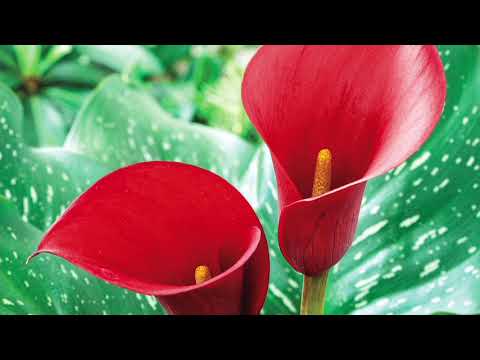 Barbara King 3-Piece Red Alert Calla Lily on QVC