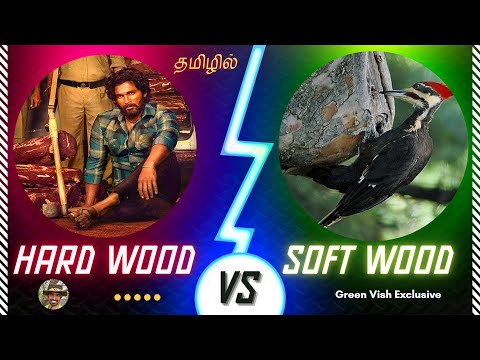 Hard Wood Vs Soft Wood in Tamil I Green Vish I Tamil