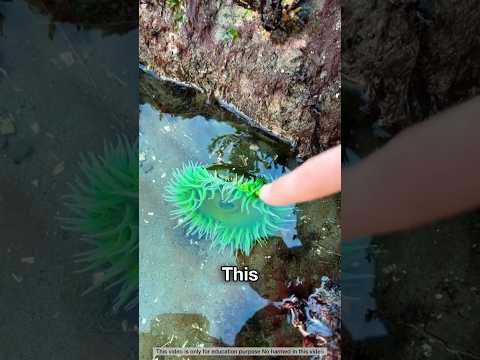Wait For End 😨 Sea Anemone