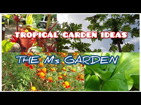 TROPICAL GARDEN IDEAS : THE M's GARDEN #gardening #tropicalplants #bahamas