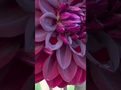 Beautiful Dahlias #dahlias #backyard #backyardgardening #flowers #nature
