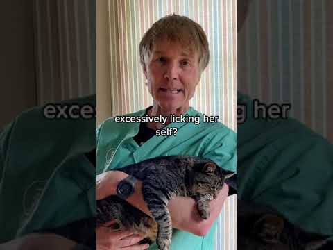 Cat with repeated Urinary Tract Infections? Top 5 Natural Treatments