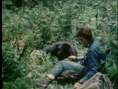 Dian Fossey Gorillas in Rwanda