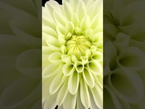Time Lapse of Blooming White Dahlia Flower #shorts