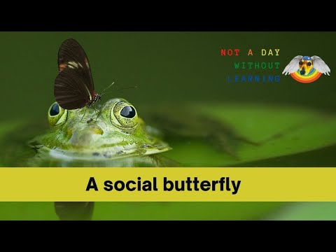 A social butterfly - an idiom