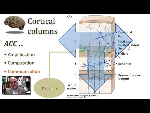 Overview of Cortex and Cortical Circuits part 2