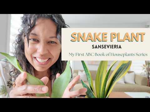 Snake Plant (Sansevieria) | Pronunciation, Origins & Facts | My First ABC Book of Houseplant Series