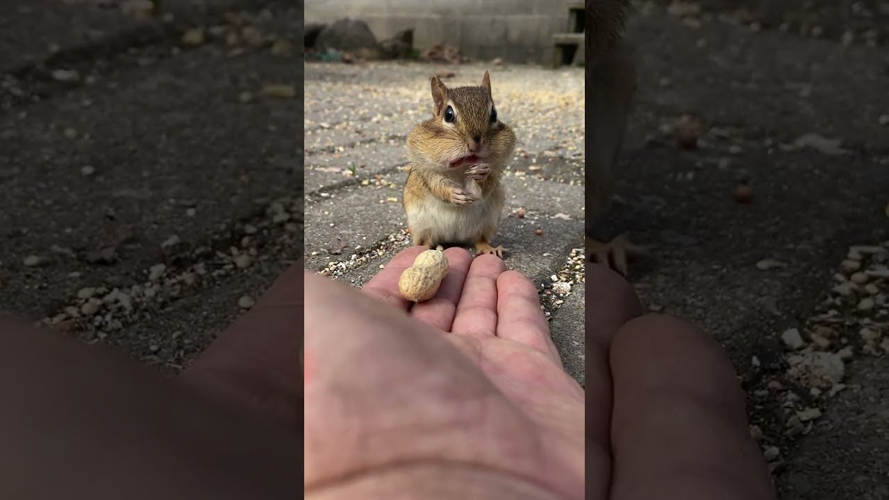 Handfeeding Peanuts to a Little Chipmunk || ViralHog