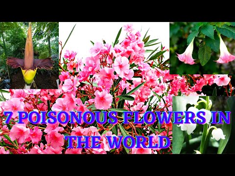 TOP 7 poisonous flower in the world