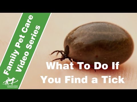 What to do if you find a tick on your dog or cat- Companion Animal Vets