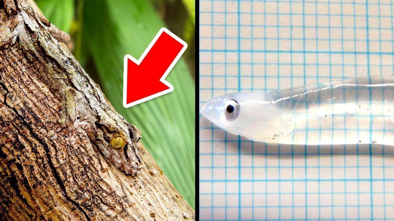 Invisible Animals in the World That Surprise Scientists