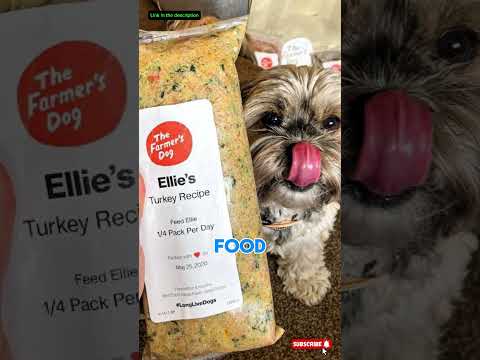 Top 5 Best Dog Foods in 2025