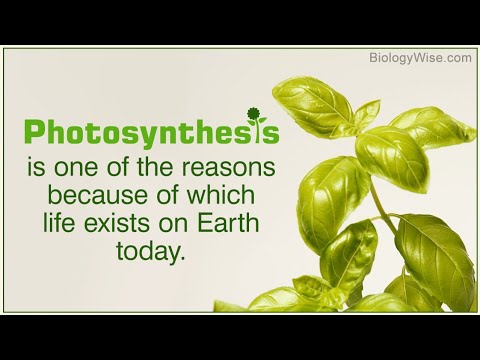 Photosynthesis/Autotrophs/ Carbohydrate synthesis