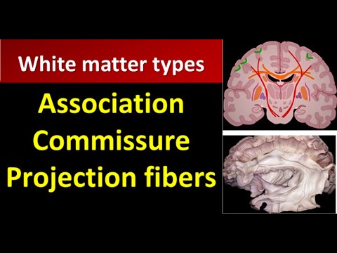 White Matter CNS : Association Commissure Projection fibers