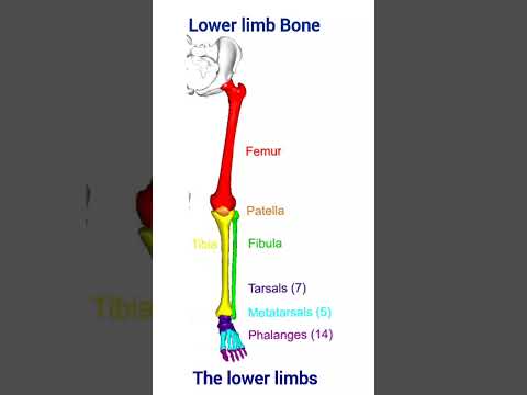 The lower limbs | Human Anatomy and Physiology Notes l Paramedical notes l nursing notes l