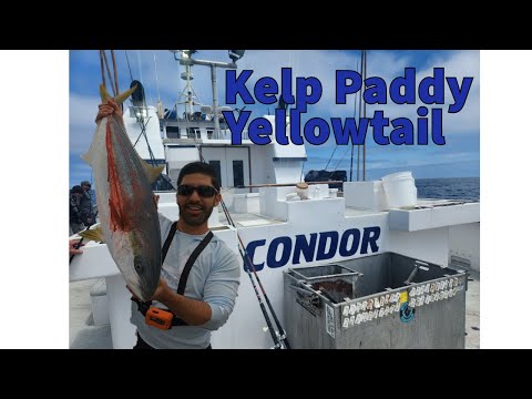 Kelp Paddy Yellowtail Action on the Condor