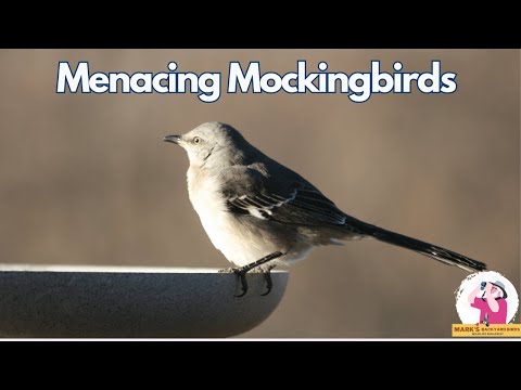 Dealing With Menacing Mockingbirds
