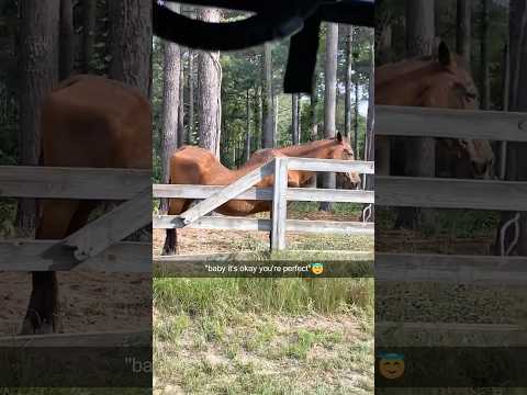 Horse are our best friend🥰 #funny #horse #animals #pets #funnyanimals #funnyshorts #farm