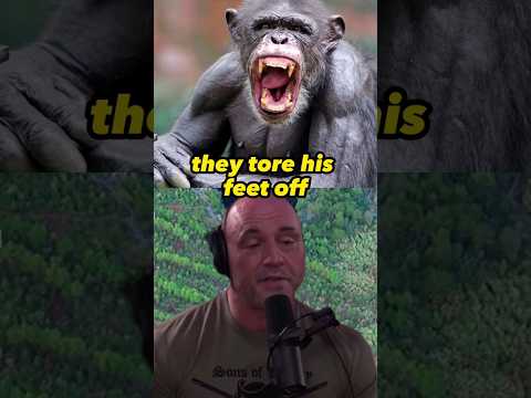 Man lives with chimp #nature #chimpanzee #storytime