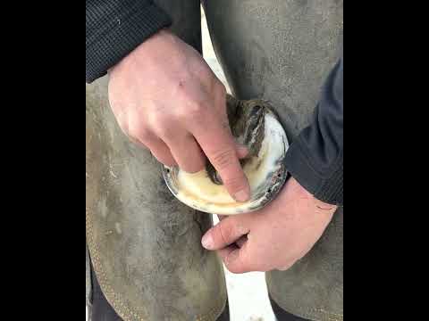 Basic horse hoof anatomy