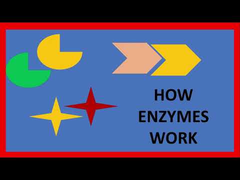 what are enzymes class 10 | CSEC Biology TCP