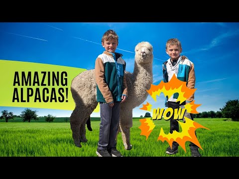 Alpaca CLOSE ENCOUNTER!!!! + plus Top 10 Facts about Alpacas