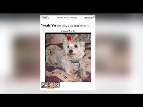 Woman finds her missing dog listed for sale on Craigslist