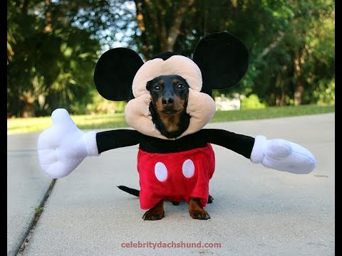 Dog Dressed as Mickey Mouse!