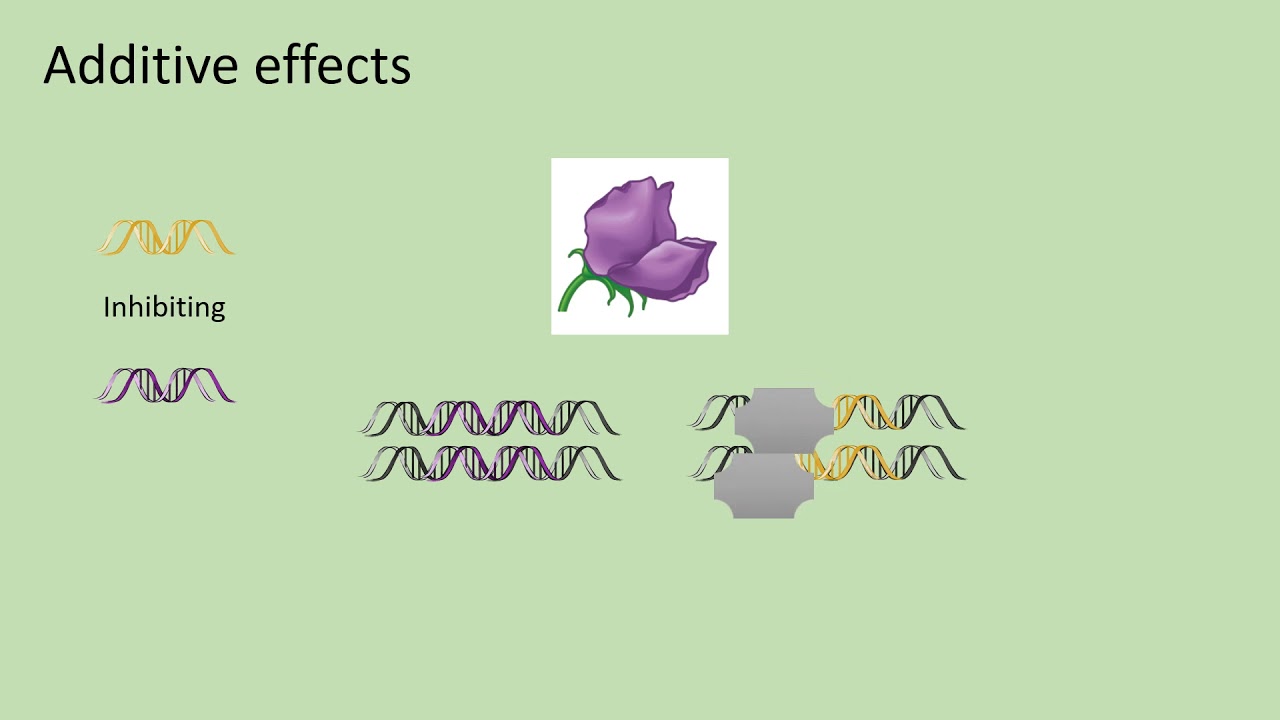 Quantitative genetics 4 - Additive and non additive effects