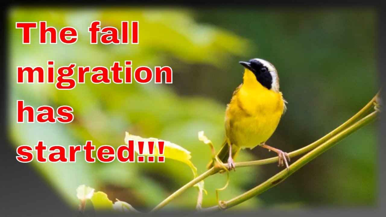 The fall migration has started!!!