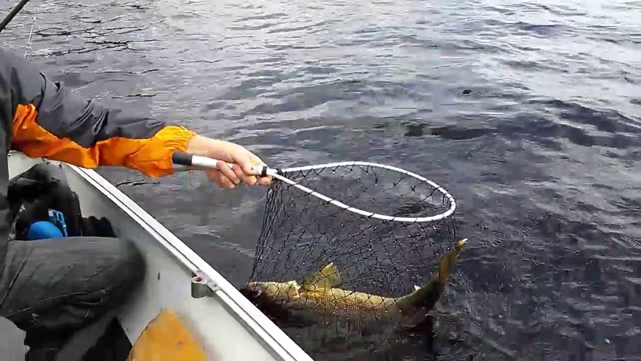 Large Golden Walleye!
