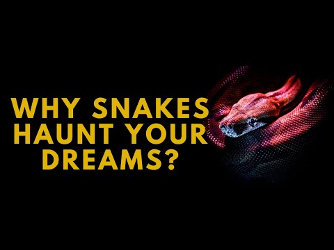 Snakes In Dreams ? Here's What It Means