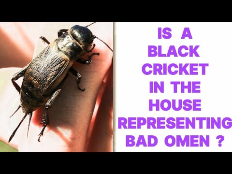 IS A BLACK CRICKET INSECT IN THE HOUSE REPRESENTING BAD OMEN ?