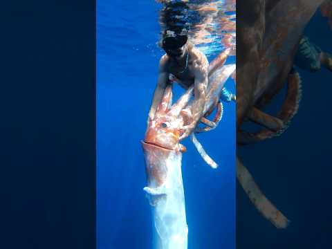 Calamar gigante del Atlántico 🐙