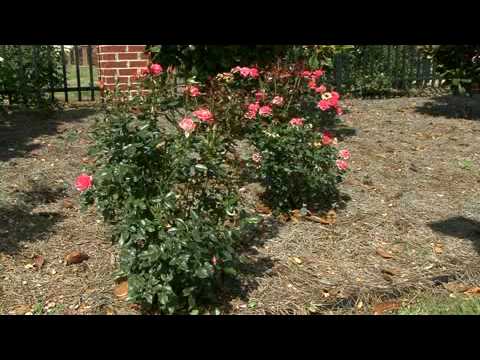 Rose Varieties
