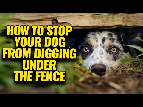 Dealing with Dogs that Dig Under Fences