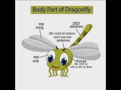 Body Part of Dragonfly. Daily English Vocabulary (*@Learn English with Nilam*)#shorts #english#vocab